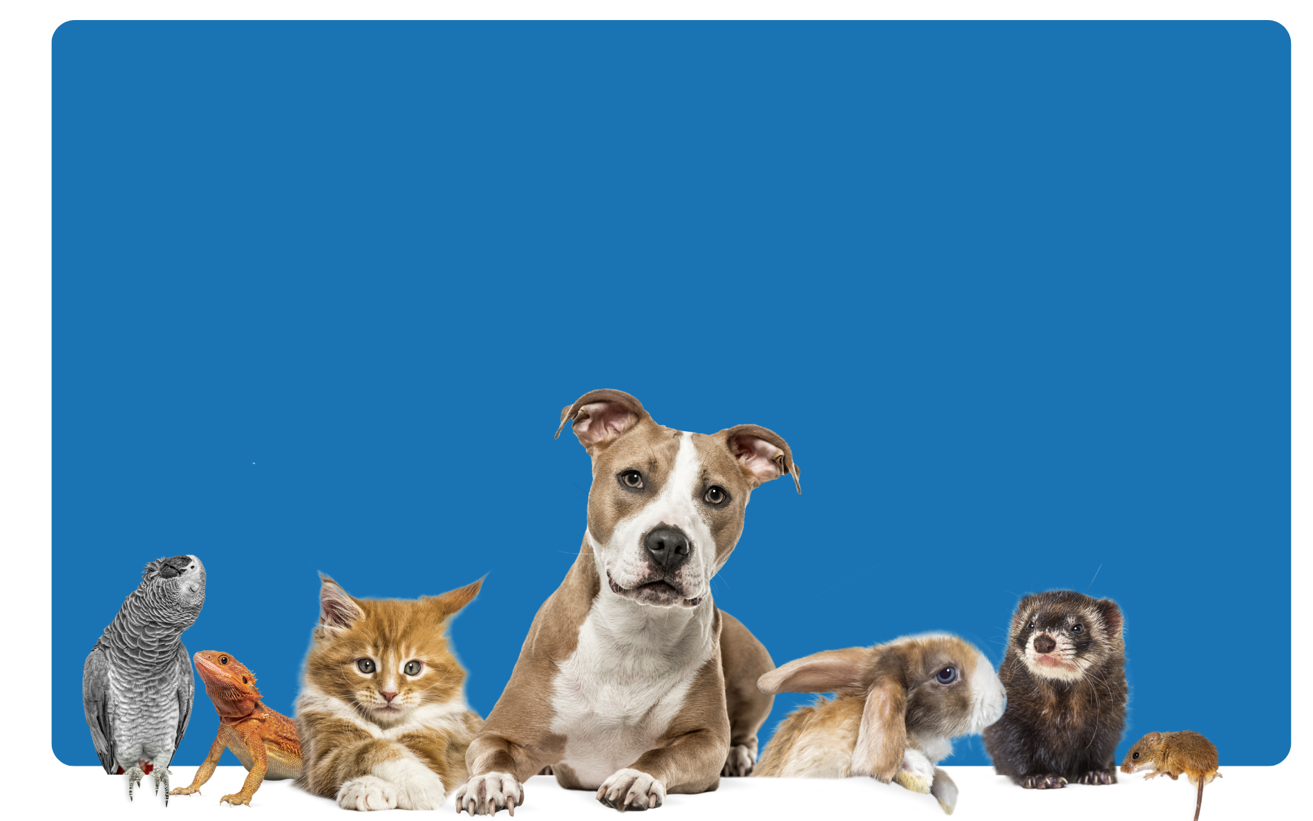 Support the Idaho Humane Society!